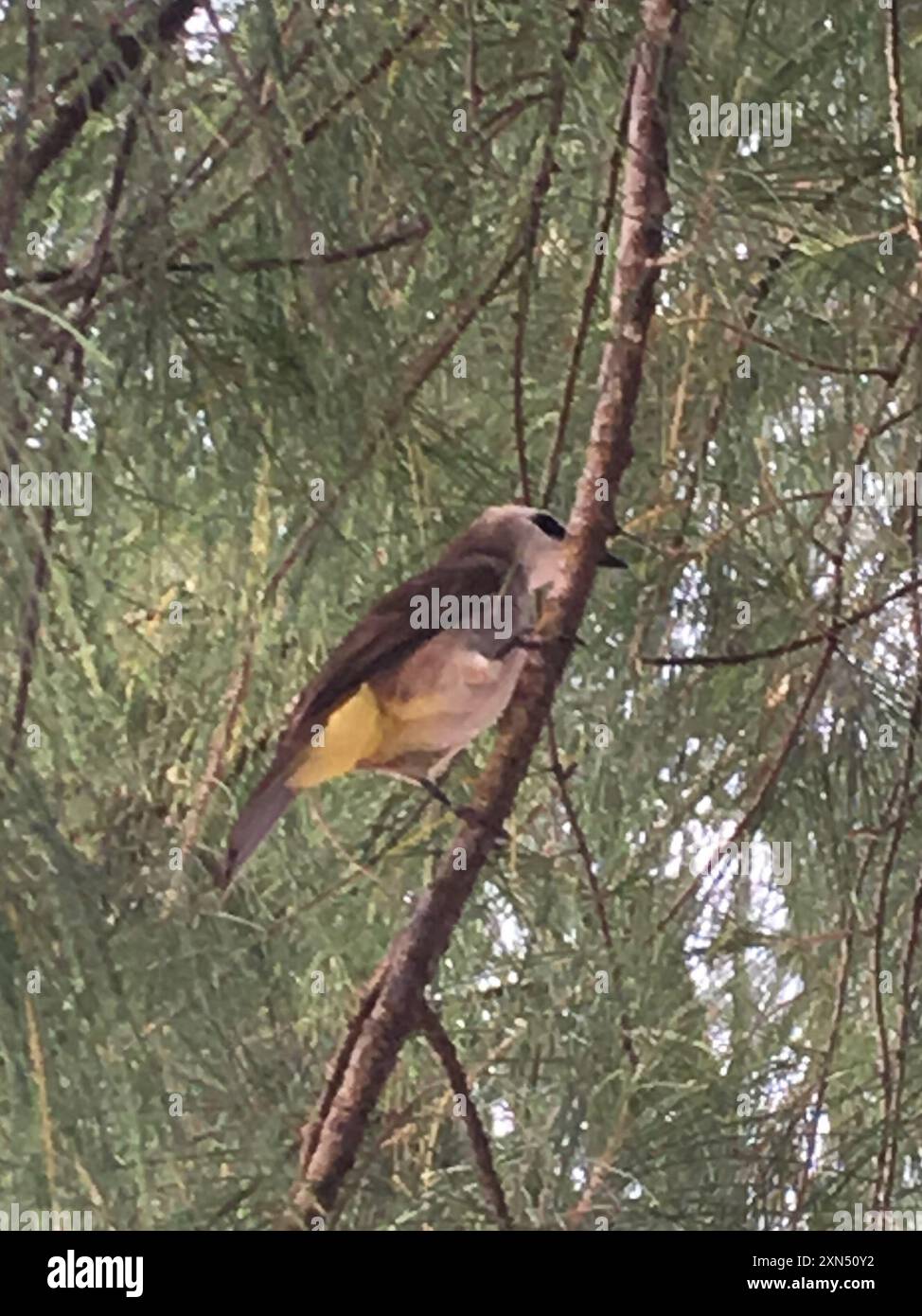 Yellow-vented Bulbul (Pycnonotus goiavier) Aves Stock Photo - Alamy