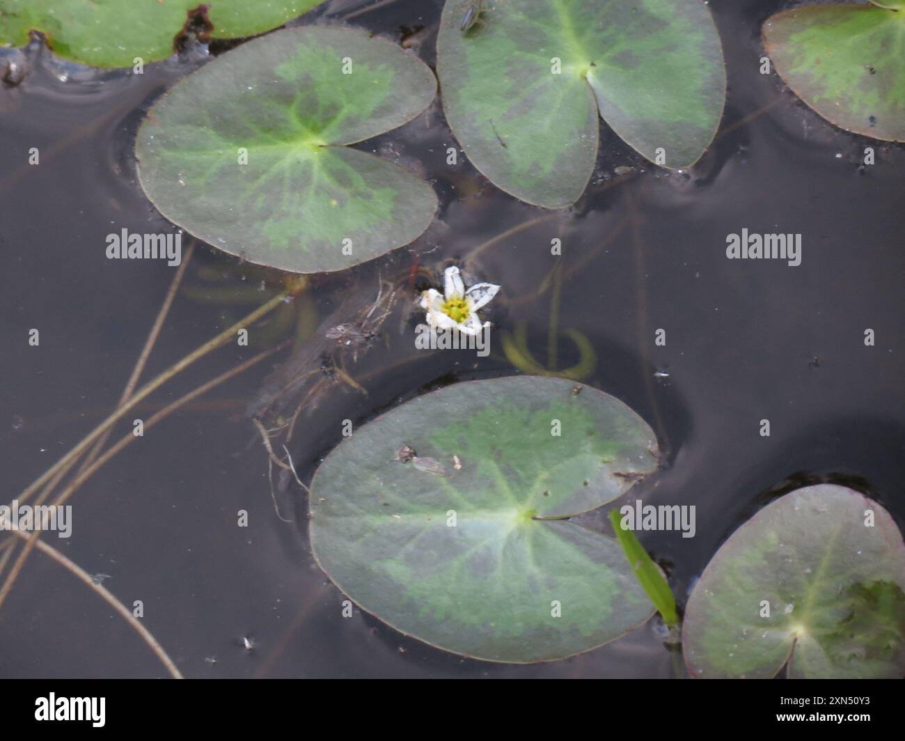 little floatingheart (Nymphoides cordata) Plantae Stock Photo - Alamy