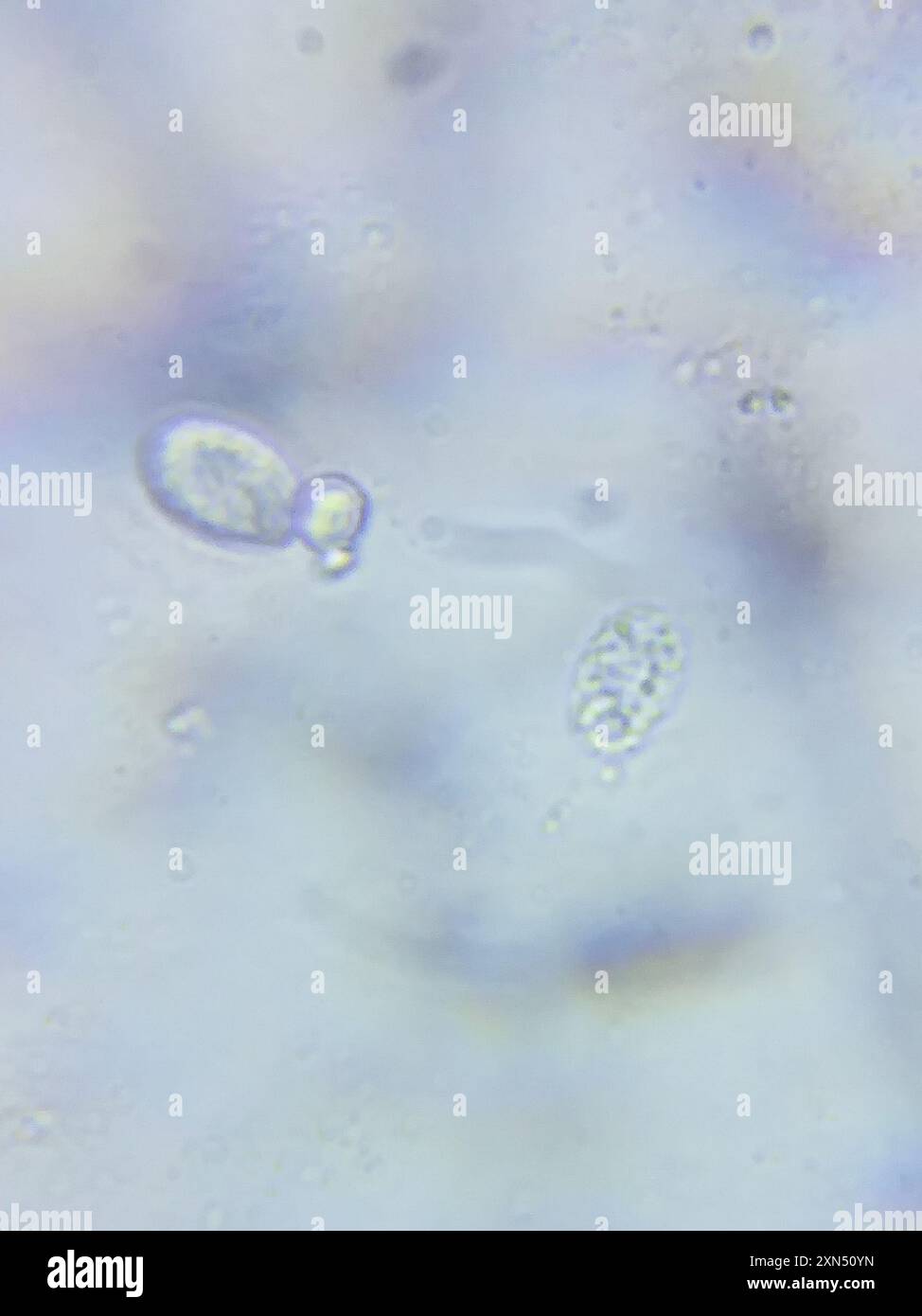 Iodine Bonnet (Mycena filopes) Fungi Stock Photo - Alamy