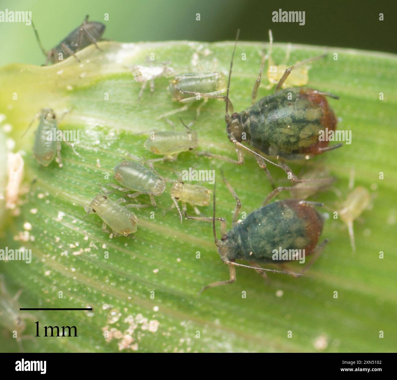 Bird Cherry-oat Aphid (Rhopalosiphum padi) Insecta Stock Photo - Alamy