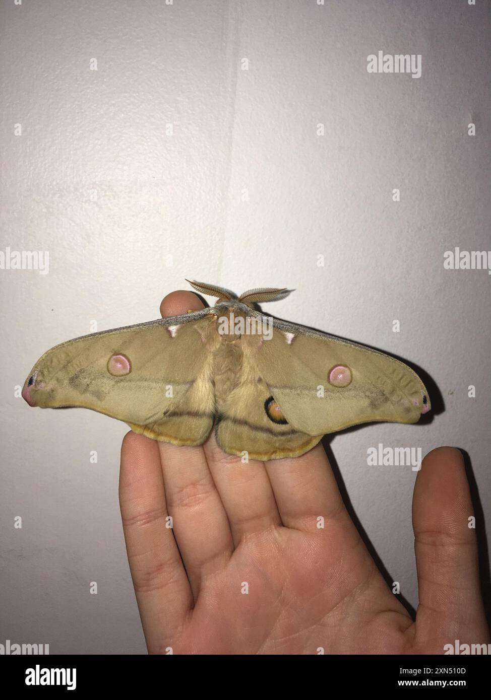 Emperor Gum Moth (Opodiphthera eucalypti) Insecta Stock Photo - Alamy