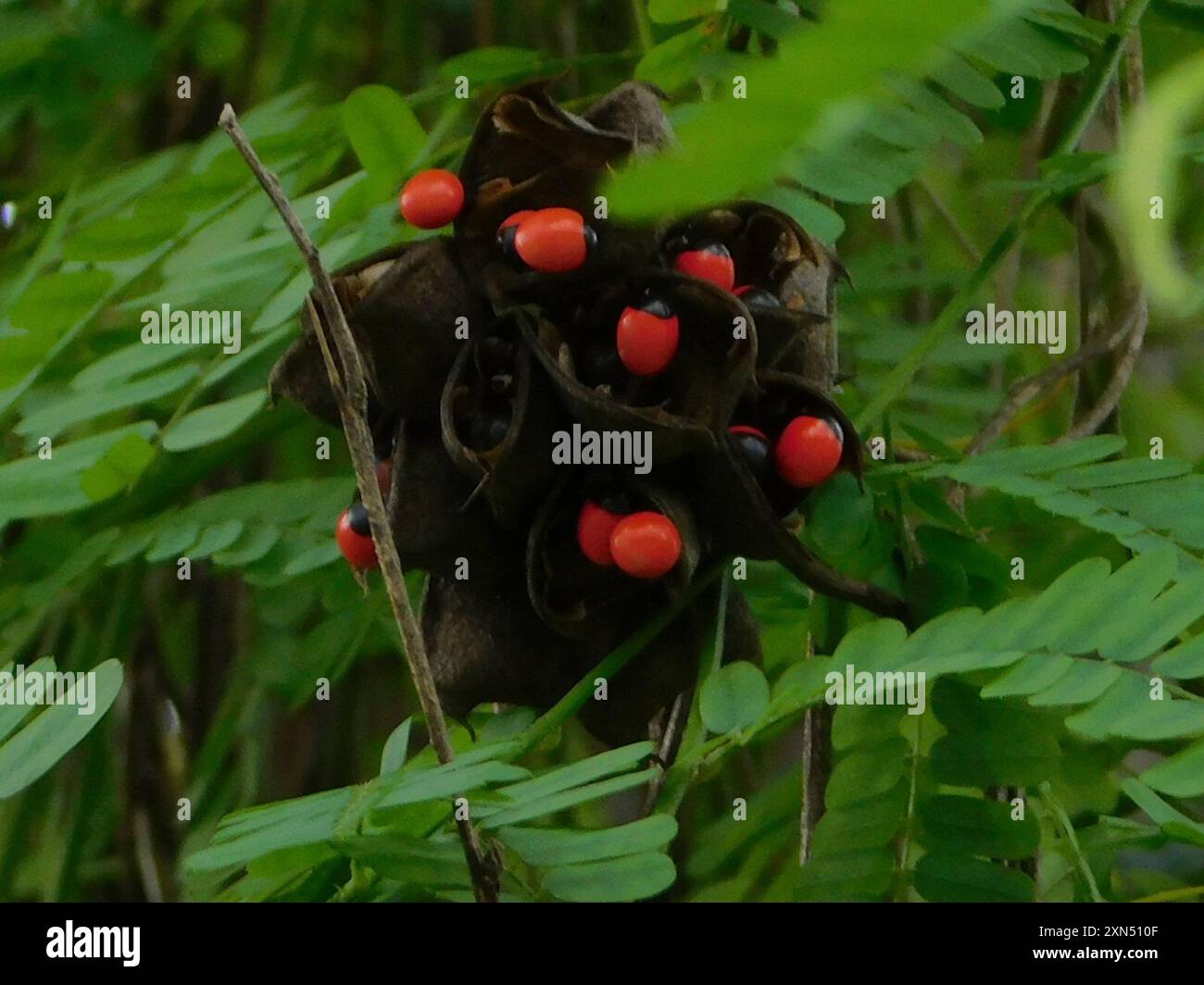 rosary pea (Abrus precatorius) Plantae Stock Photo - Alamy
