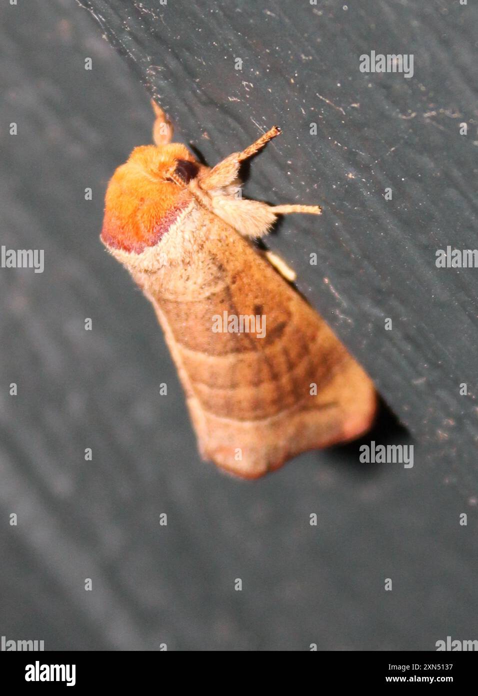 Datana contracta hi-res stock photography and images - Alamy