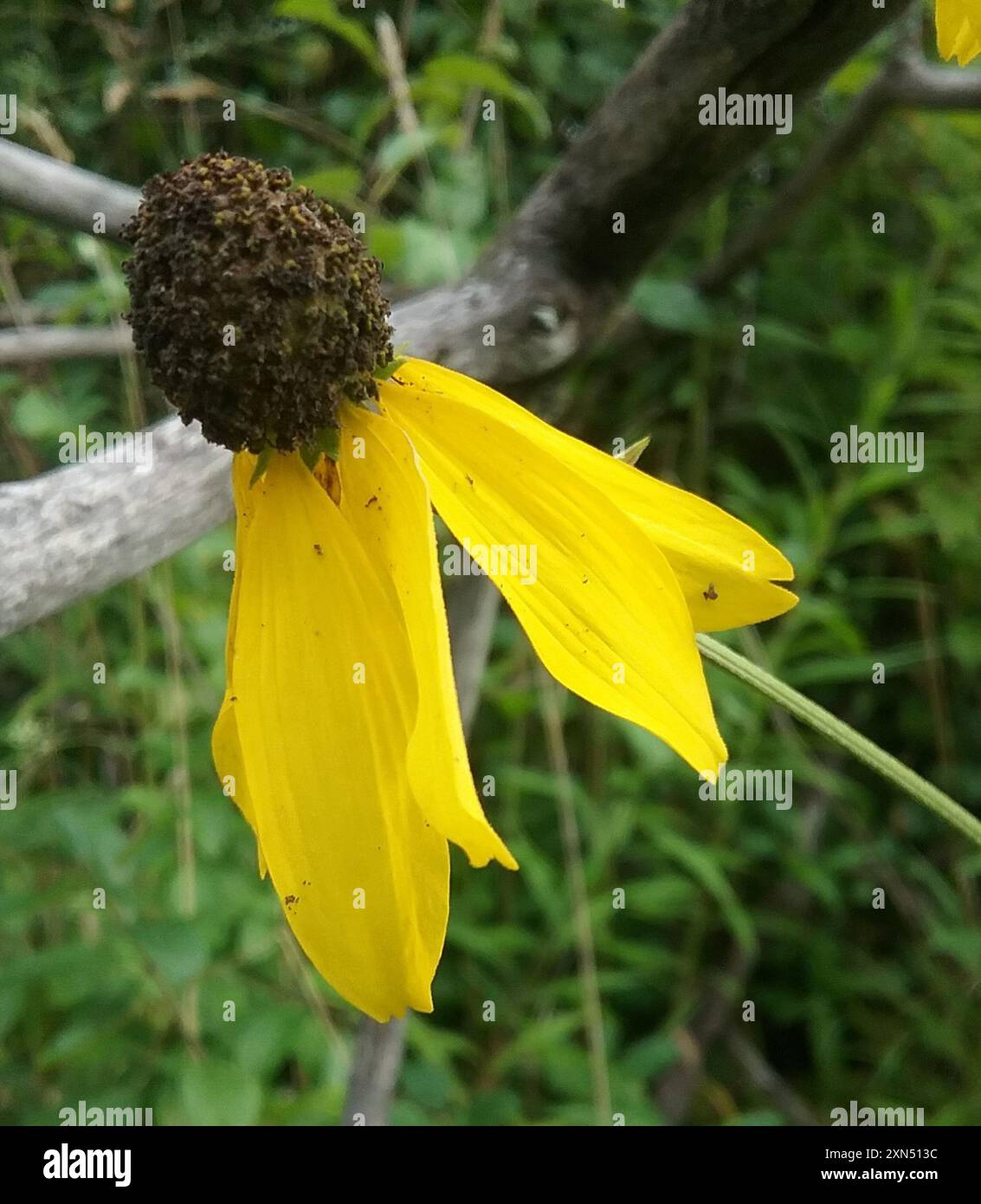 grey-headed coneflower (Ratibida pinnata) Plantae Stock Photo - Alamy