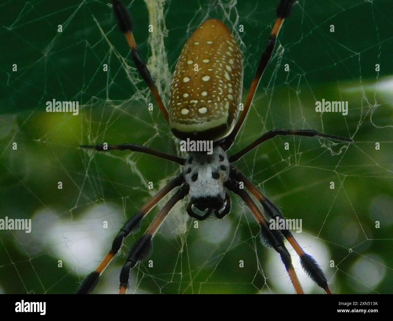 Golden Silk Spider (Trichonephila clavipes) Arachnida Stock Photo - Alamy