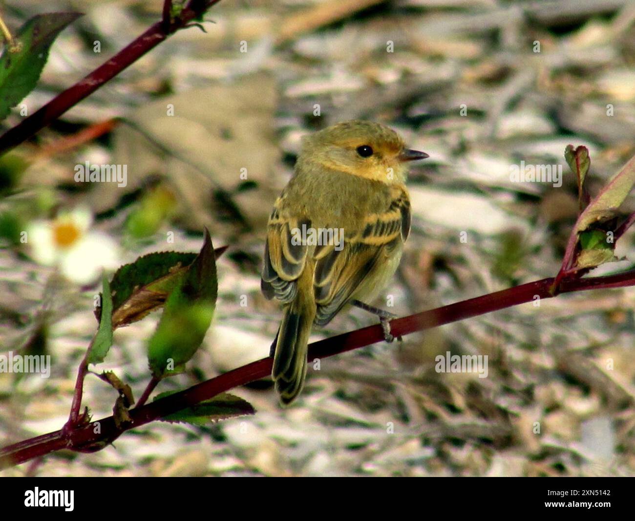 Bearded Tachurí (Polystictus pectoralis) Aves Stock Photo - Alamy