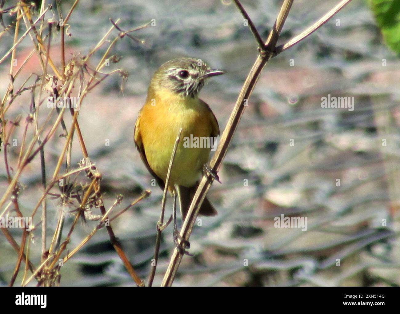Bearded Tachurí (Polystictus pectoralis) Aves Stock Photo - Alamy