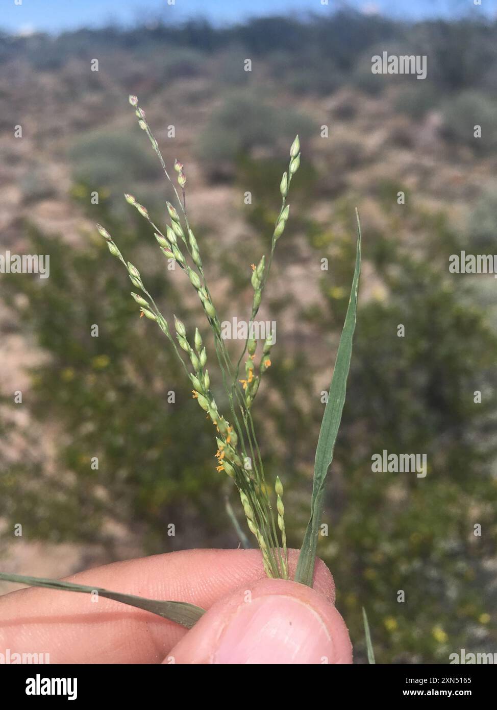 Mexican panicgrass (Panicum hirticaule) Plantae Stock Photo - Alamy