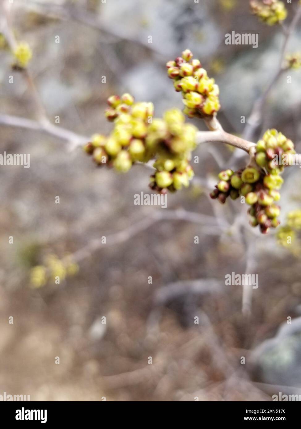fragrant sumac (Rhus aromatica) Plantae Stock Photo - Alamy