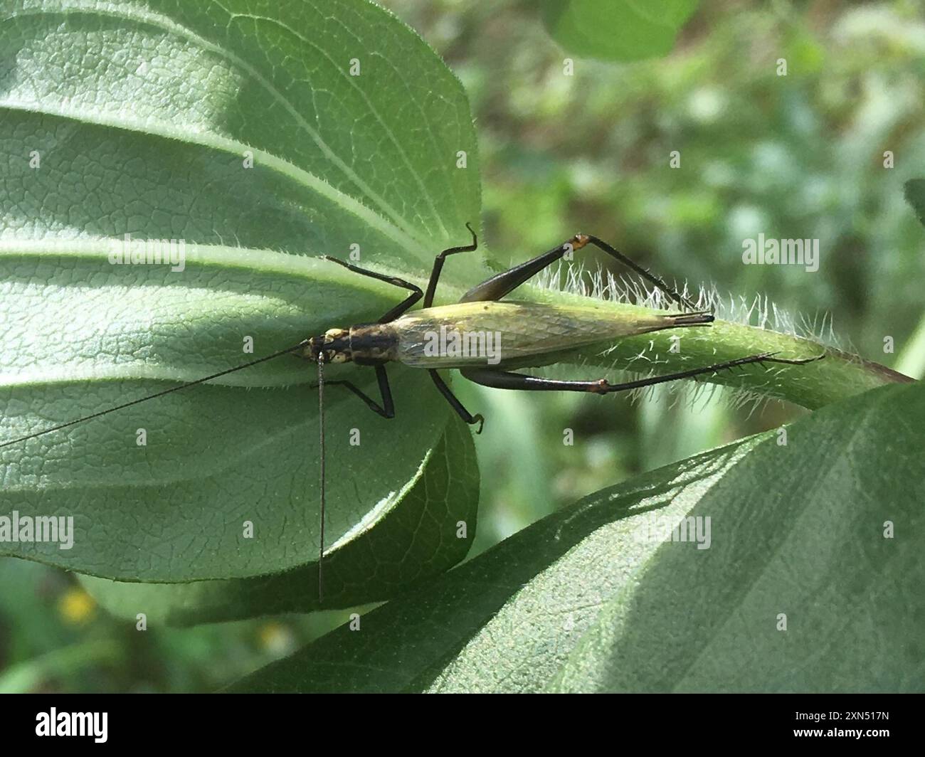 Black-horned Tree Cricket (Oecanthus nigricornis) Insecta Stock Photo ...