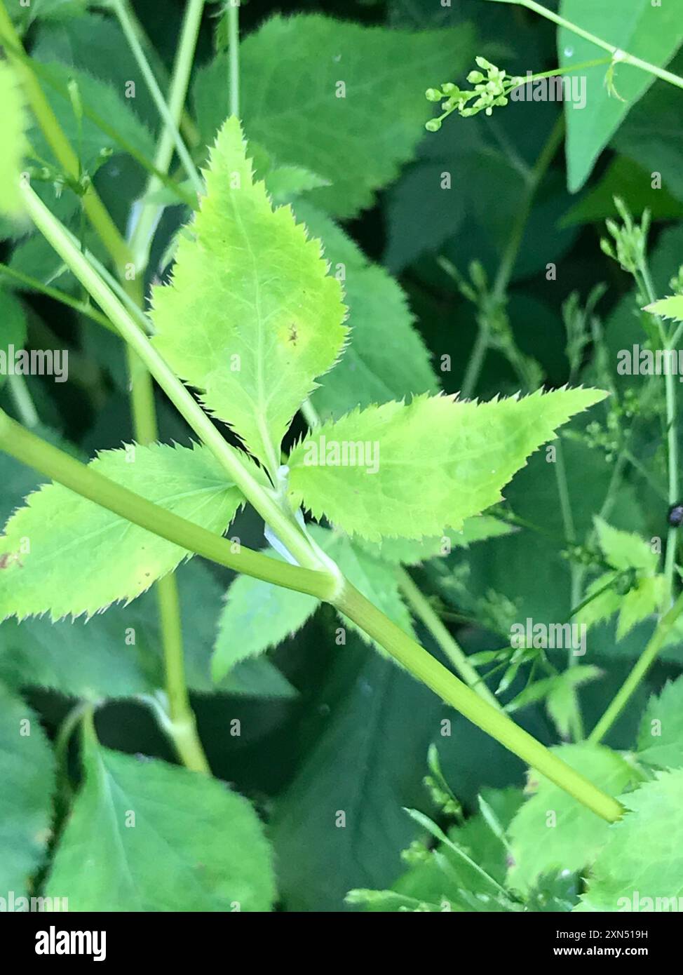 shaggy soldier (Galinsoga quadriradiata) Plantae Stock Photo - Alamy