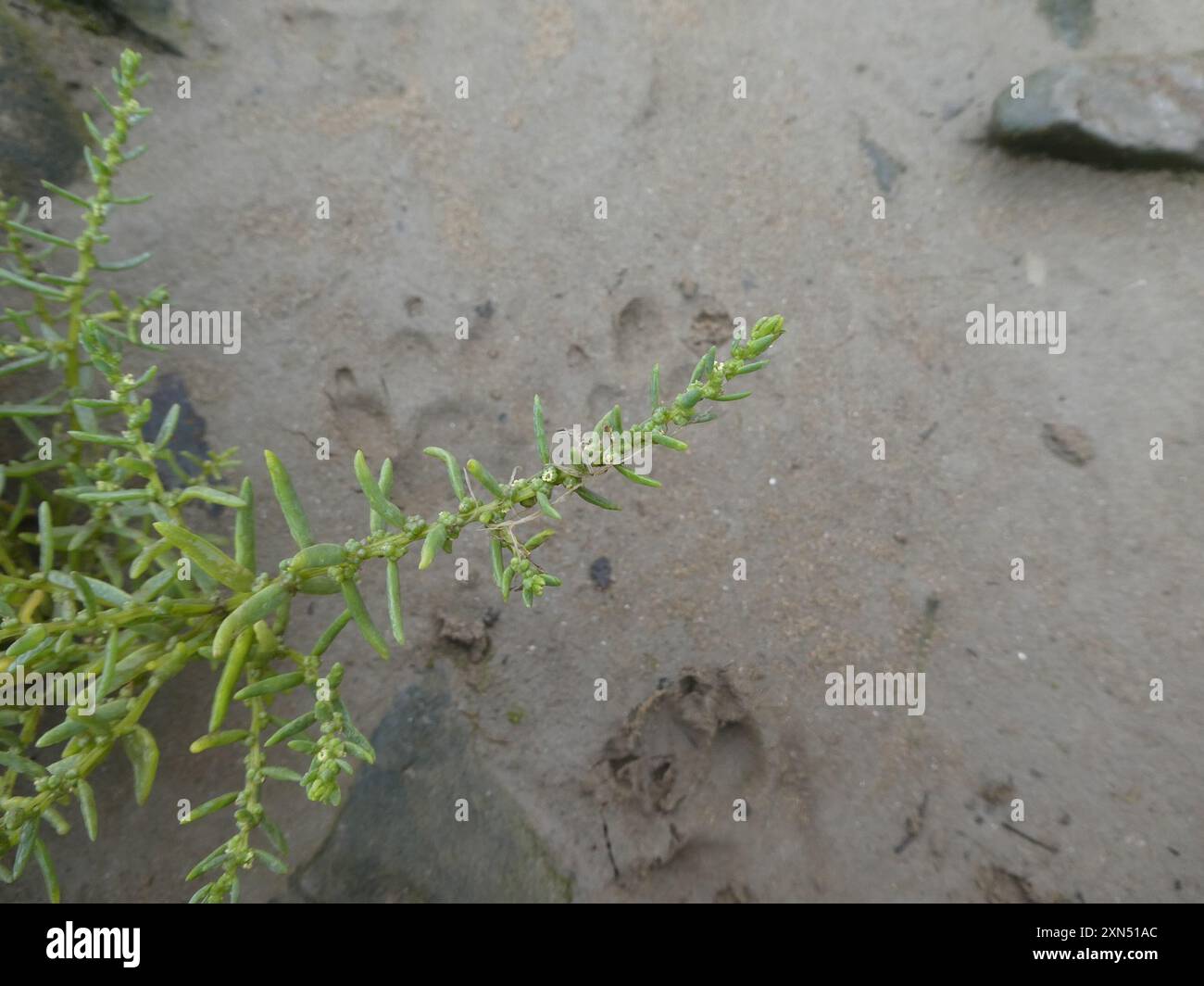 Herbaceous Seepweed (Suaeda maritima) Plantae Stock Photo - Alamy