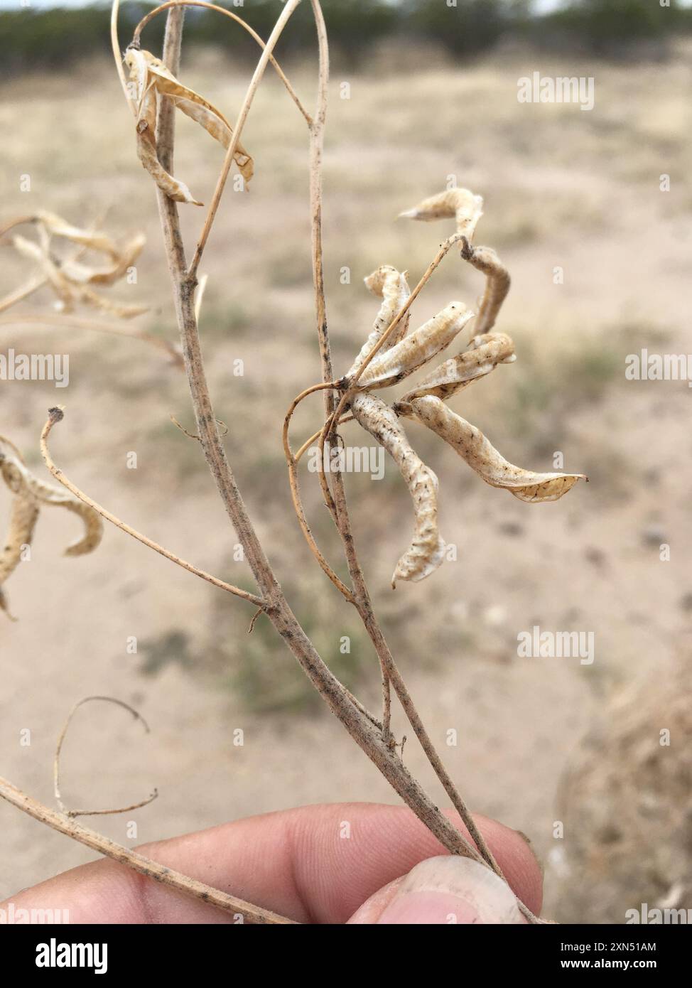 Two-Leaved Senna (Senna bauhinioides) Plantae Stock Photo - Alamy