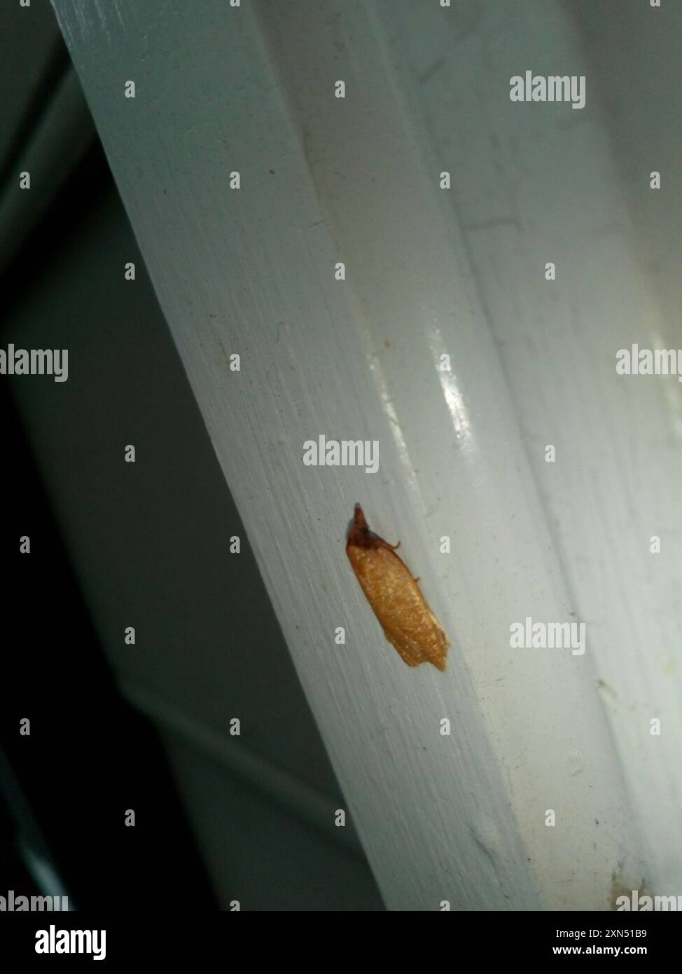 Tortricine Leafroller Moths (Tortricinae) Insecta Stock Photo - Alamy