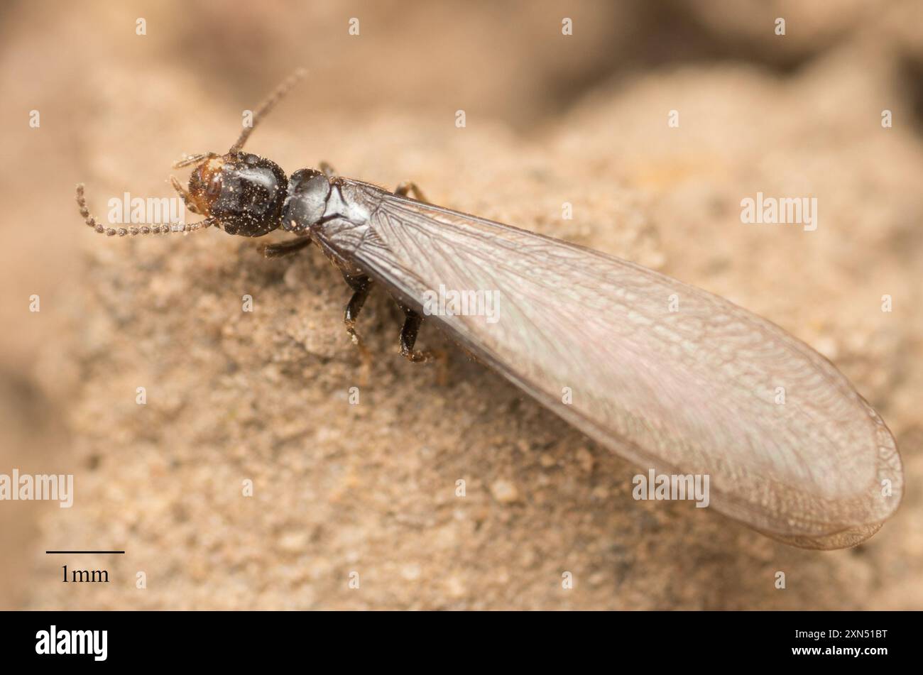 Western Subterranean Termite (Reticulitermes hesperus) Insecta Stock ...