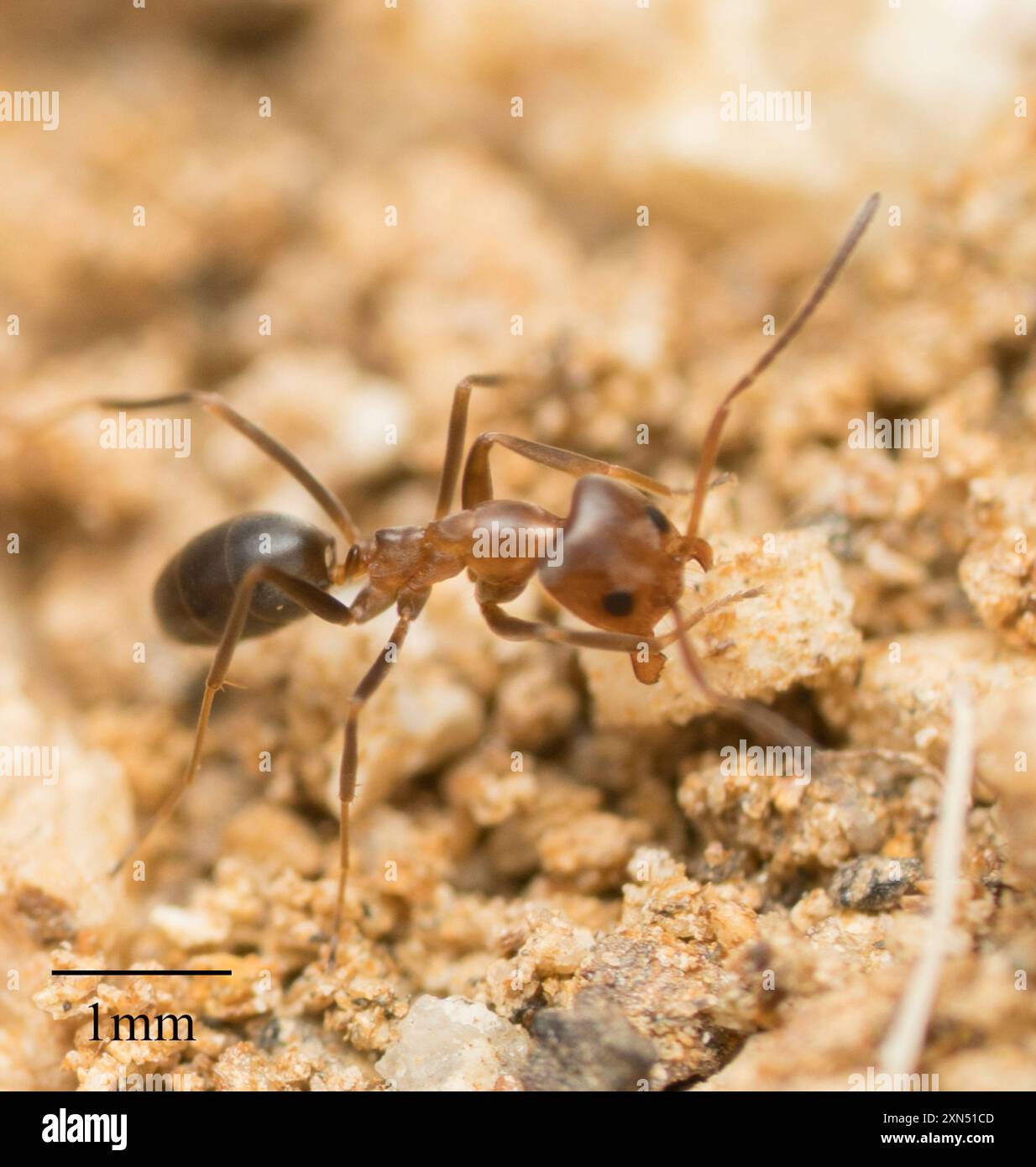 Bicolored Pyramid Ant (Dorymyrmex bicolor) Insecta Stock Photo - Alamy