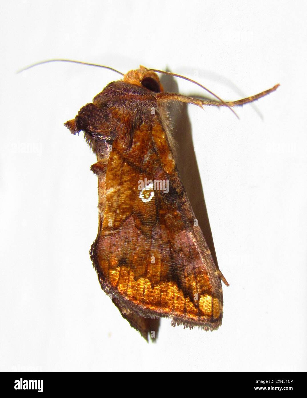 Golden Looper Moth (Argyrogramma verruca) Insecta Stock Photo - Alamy