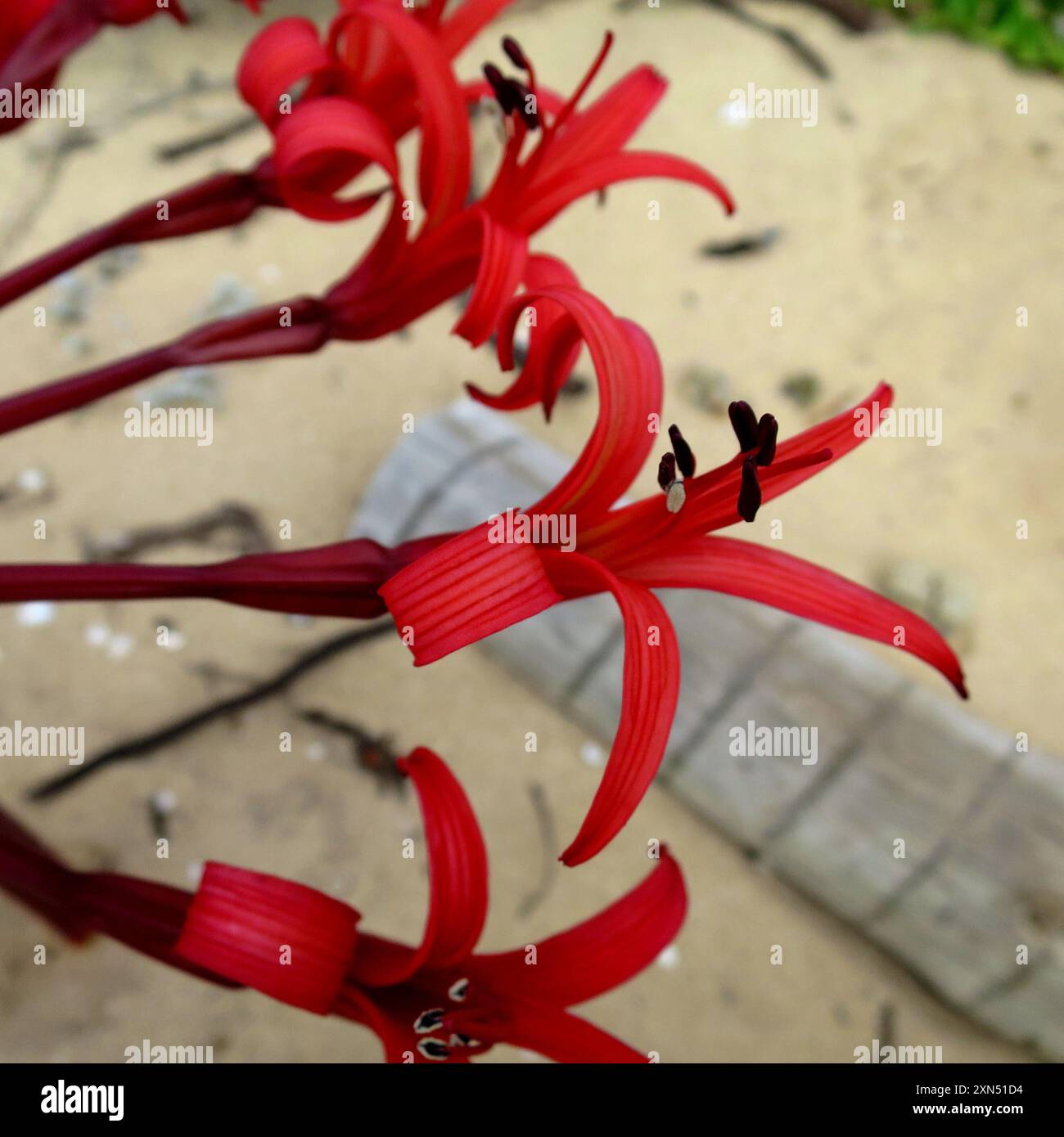 candelabra lily (Brunsvigia orientalis) Plantae Stock Photo - Alamy