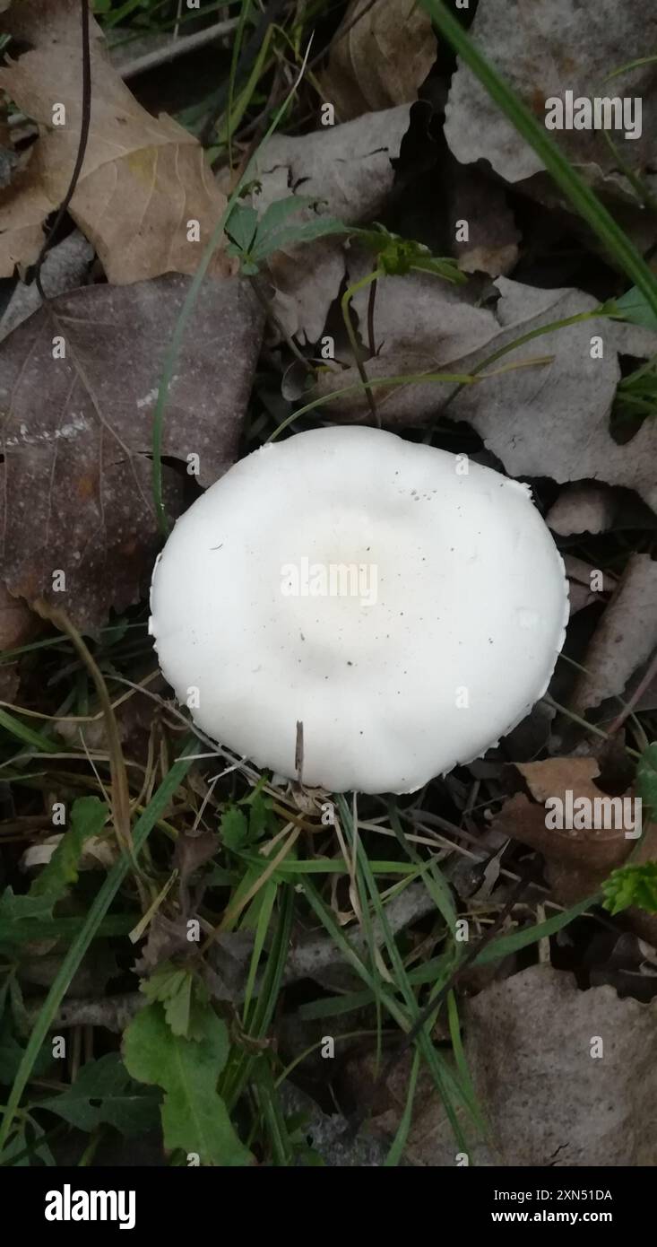 White Dapperling (Leucoagaricus leucothites) Fungi Stock Photo - Alamy