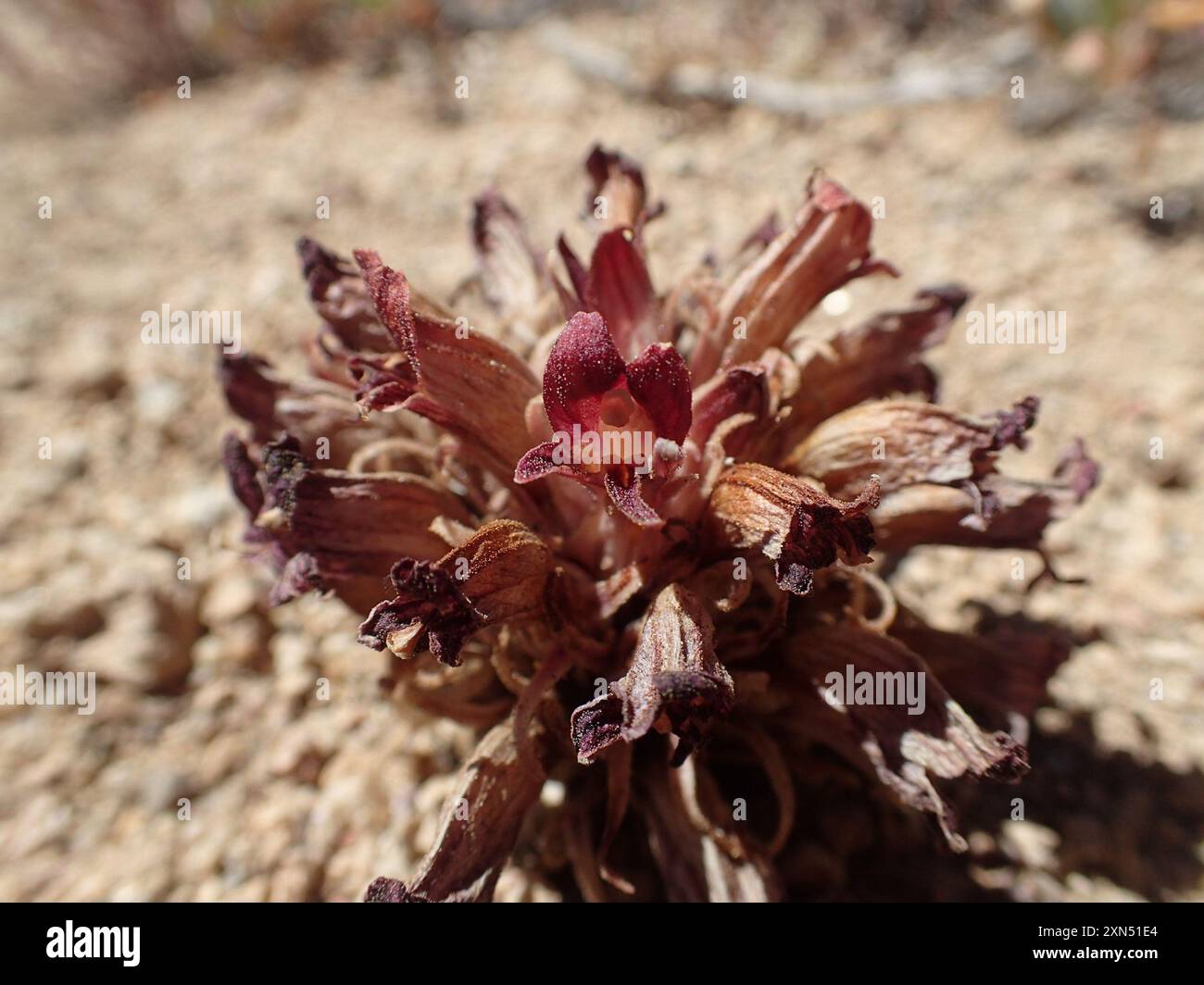 Flat-top Broomrape (Aphyllon corymbosum) Plantae Stock Photo - Alamy