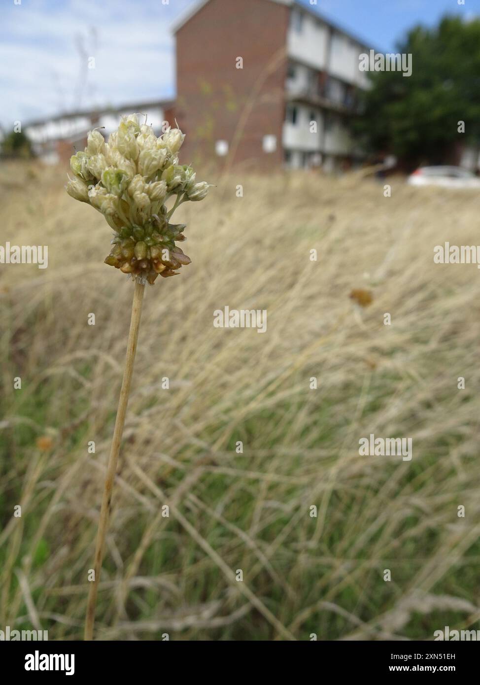 wild garlic (Allium vineale) Plantae Stock Photo - Alamy