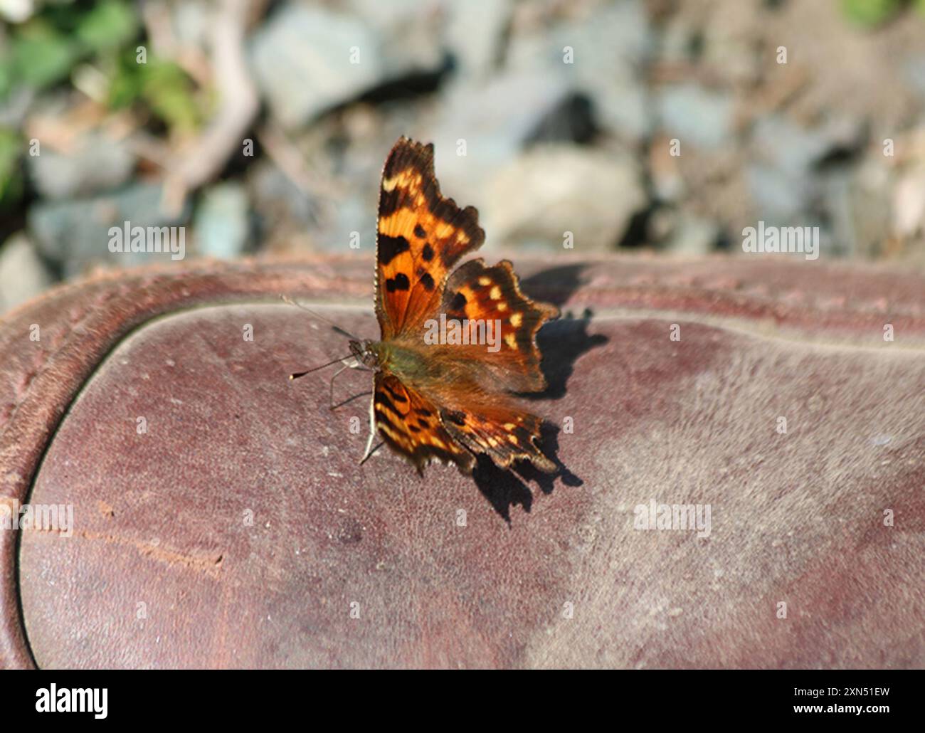 Green Comma (Polygonia faunus) Insecta Stock Photo - Alamy
