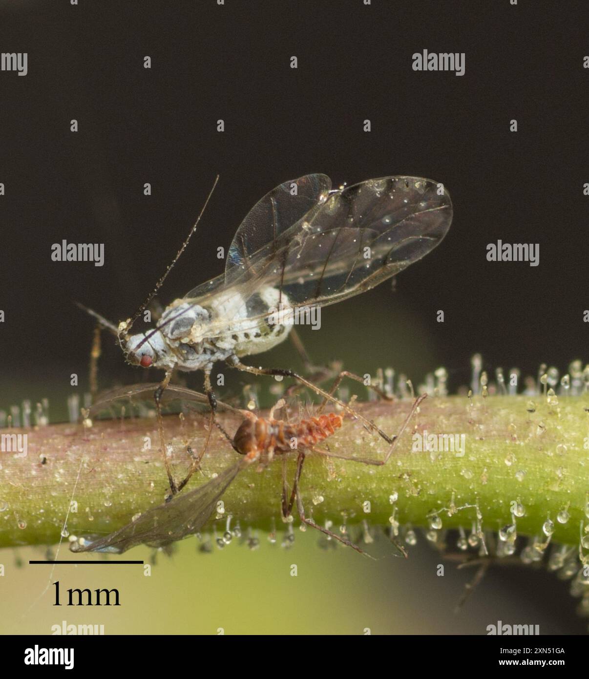 Mediterranean Mint Aphid (Eucarazzia elegans) Insecta Stock Photo - Alamy