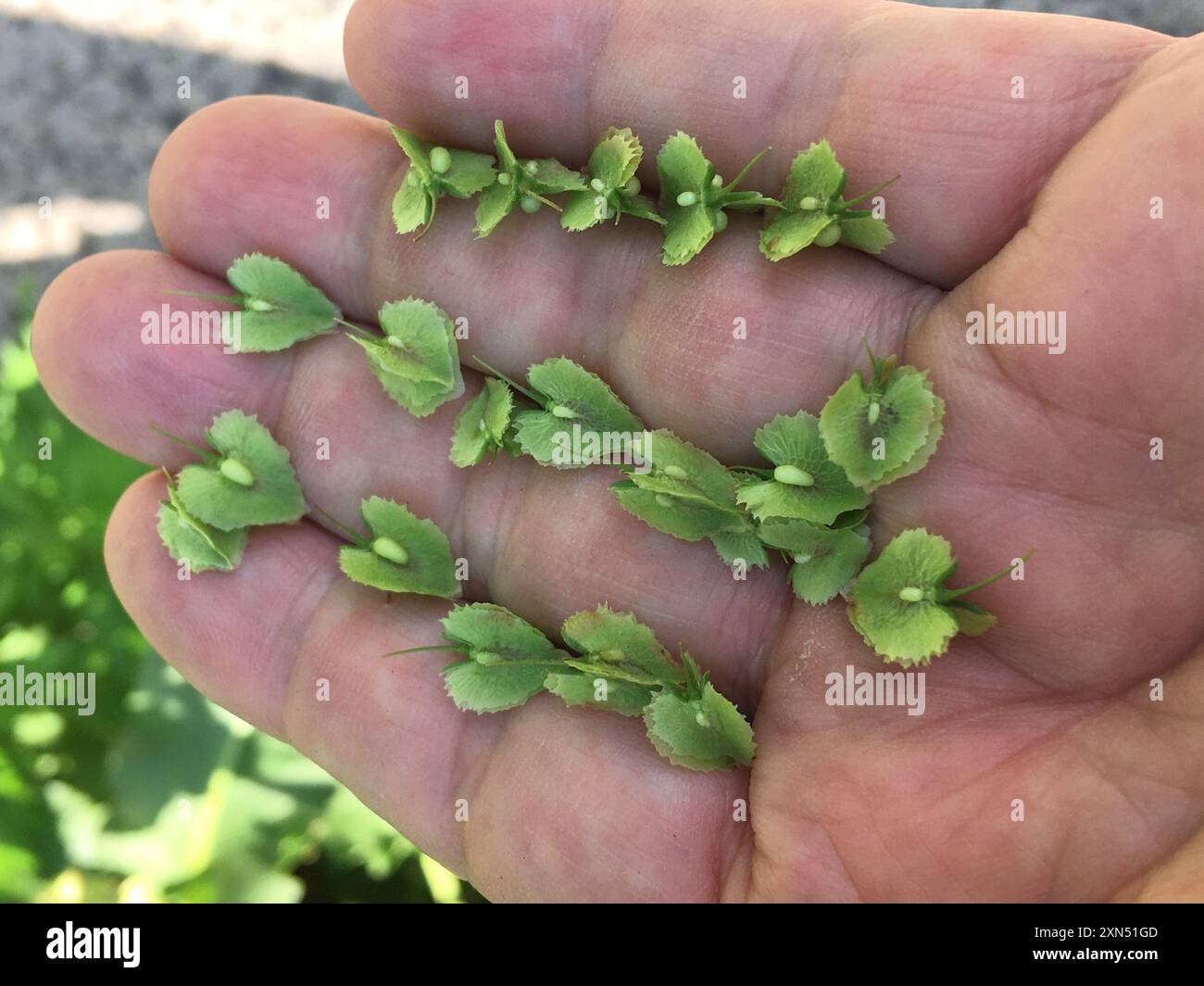Greek Dock (Rumex cristatus) Plantae Stock Photo - Alamy