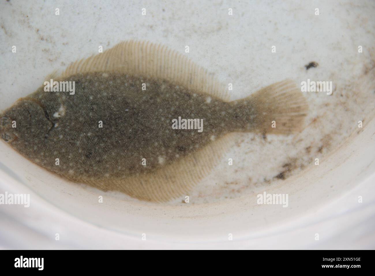 Winter Flounder (Pseudopleuronectes americanus) Actinopterygii Stock ...