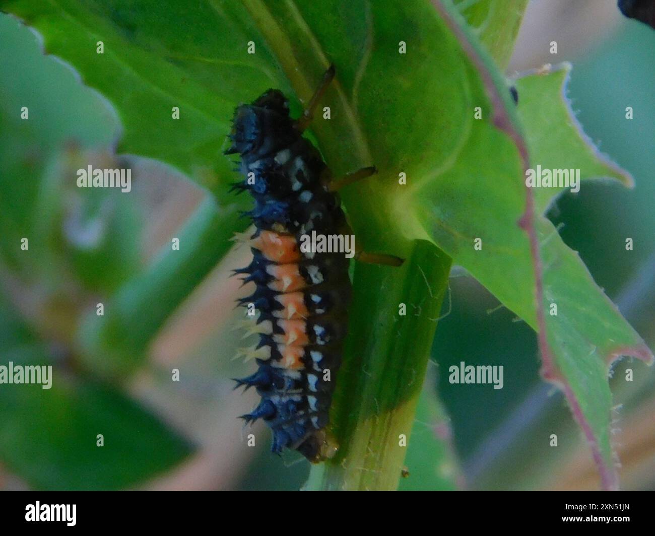 Asian Lady Beetle (Harmonia axyridis) Insecta Stock Photo - Alamy