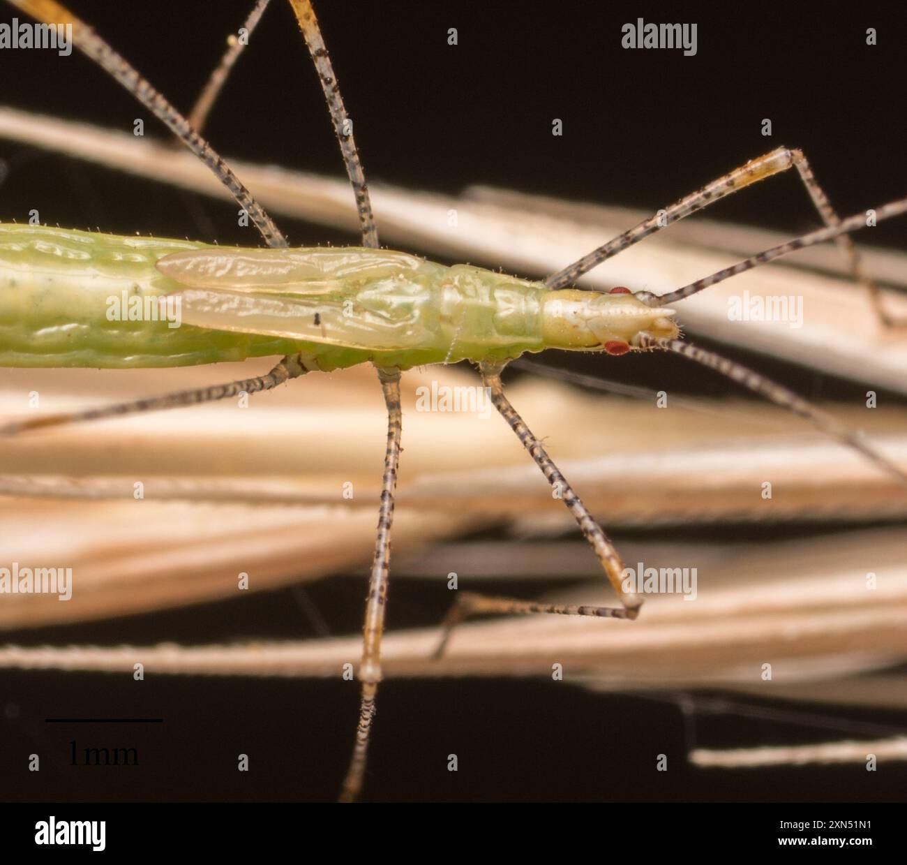 Stilt bugs hi-res stock photography and images - Alamy