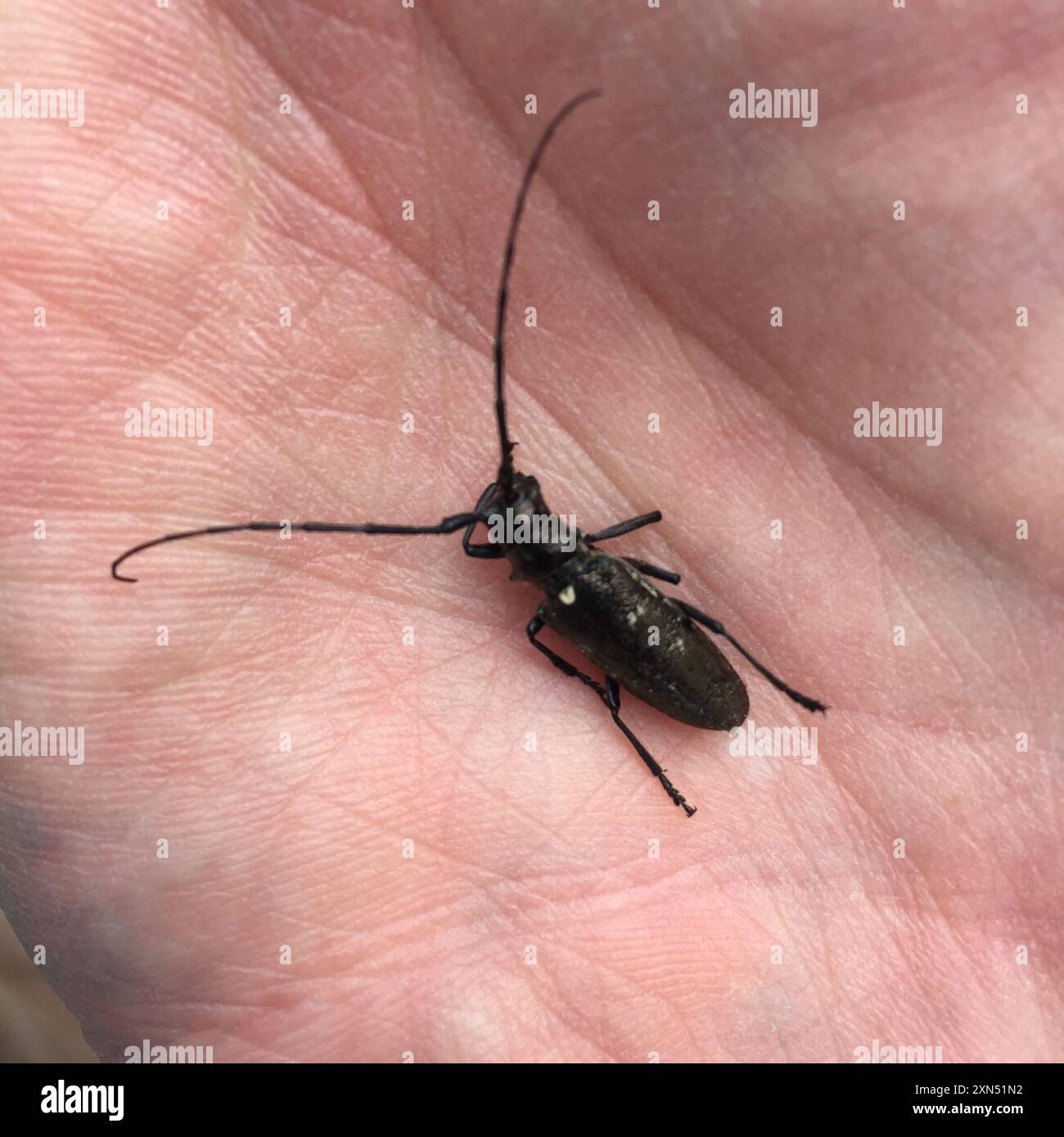 White-spotted Sawyer (Monochamus scutellatus) Insecta Stock Photo - Alamy