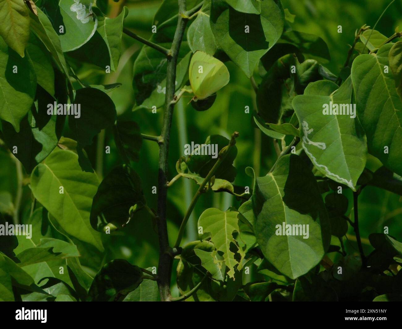 Statira Sulphur (Phoebis statira) Insecta Stock Photo - Alamy