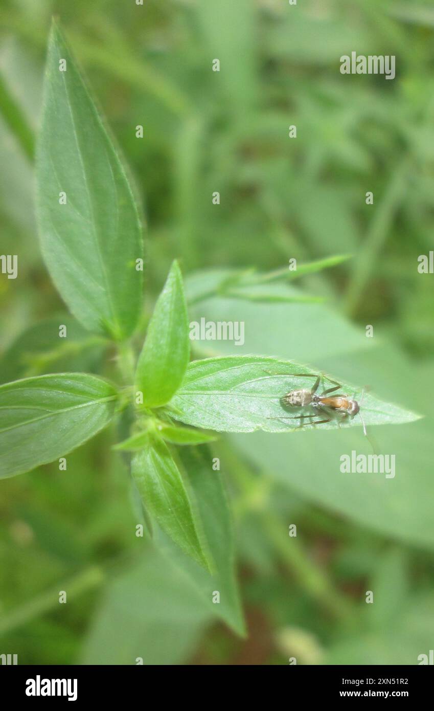 Shiny sugar ant (Camponotus cinctellus) Insecta Stock Photo - Alamy