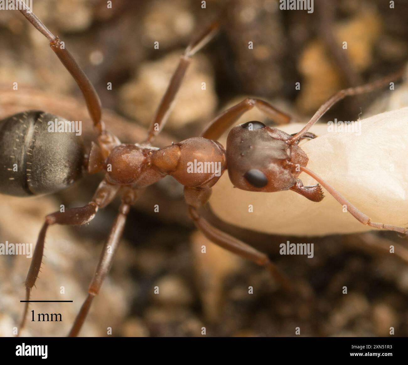 Wood, Mound, and Field Ants (Formica) Insecta Stock Photo - Alamy