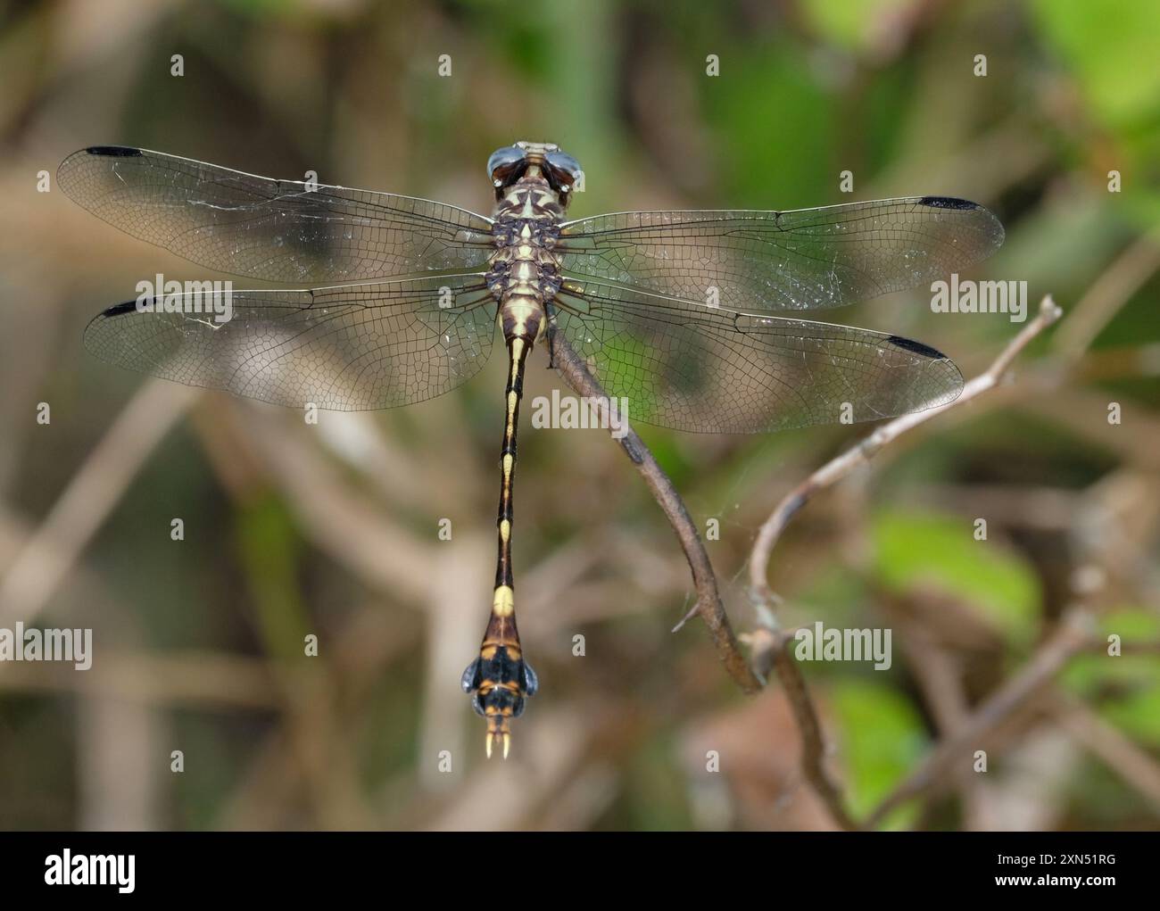 Five-striped Leaftail (Phyllogomphoides albrighti) Insecta Stock Photo ...