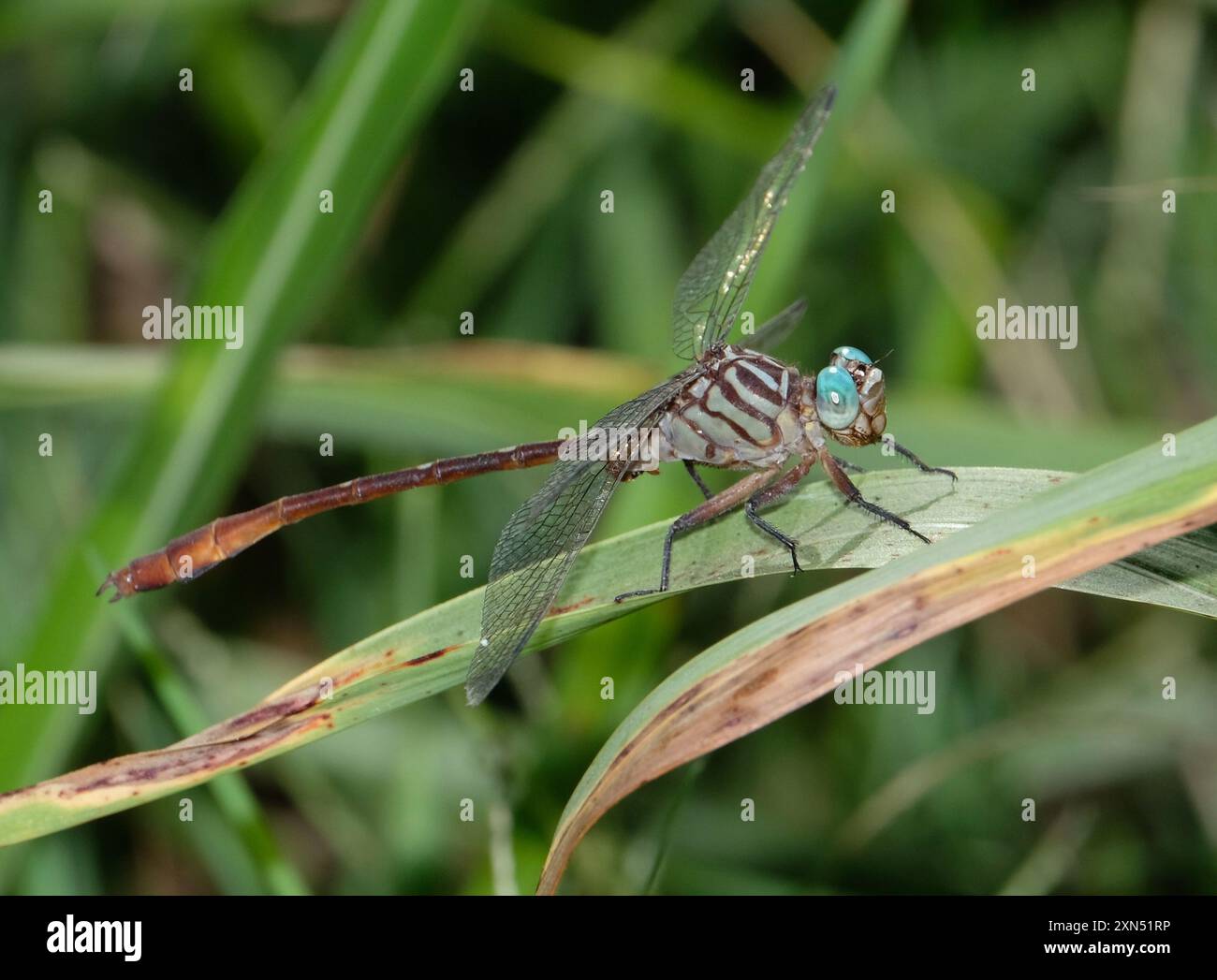 Stylurus plagiatus hi-res stock photography and images - Alamy