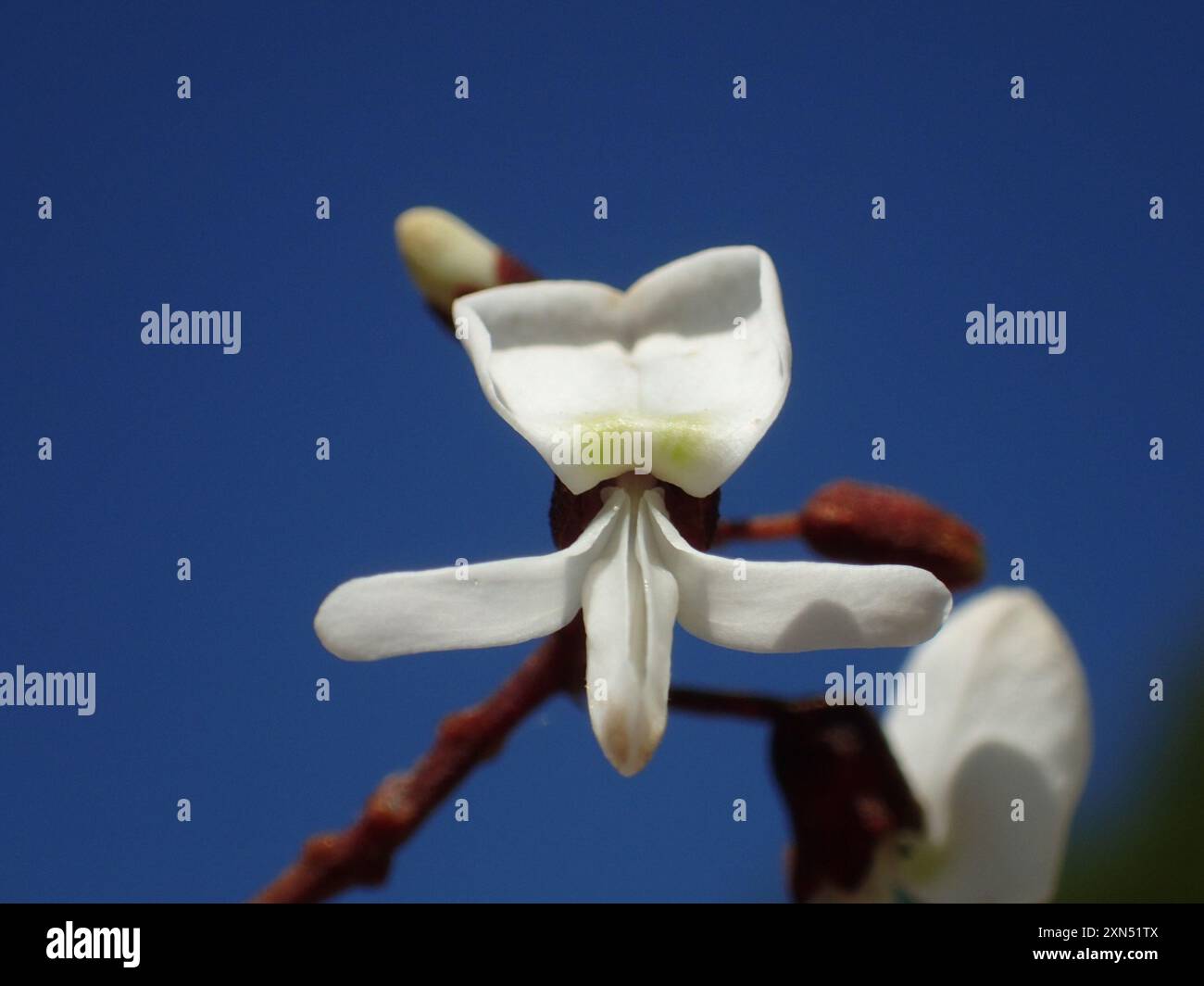 (Derris laxiflora) Plantae Stock Photo - Alamy