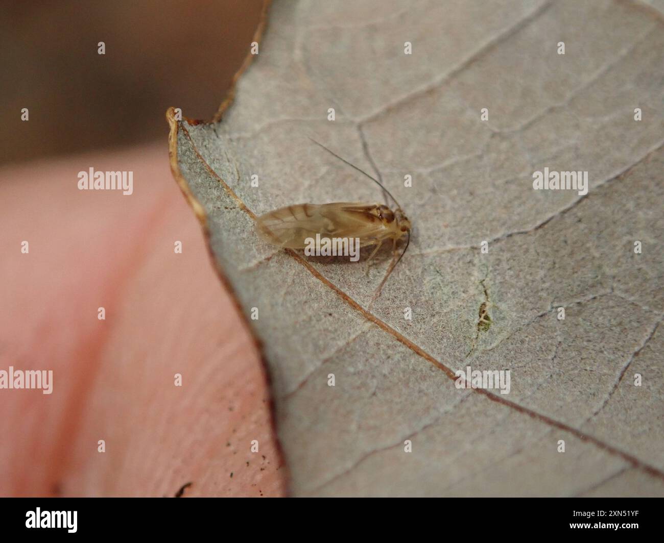 yellow barklouse (Valenzuela flavidus) Insecta Stock Photo - Alamy