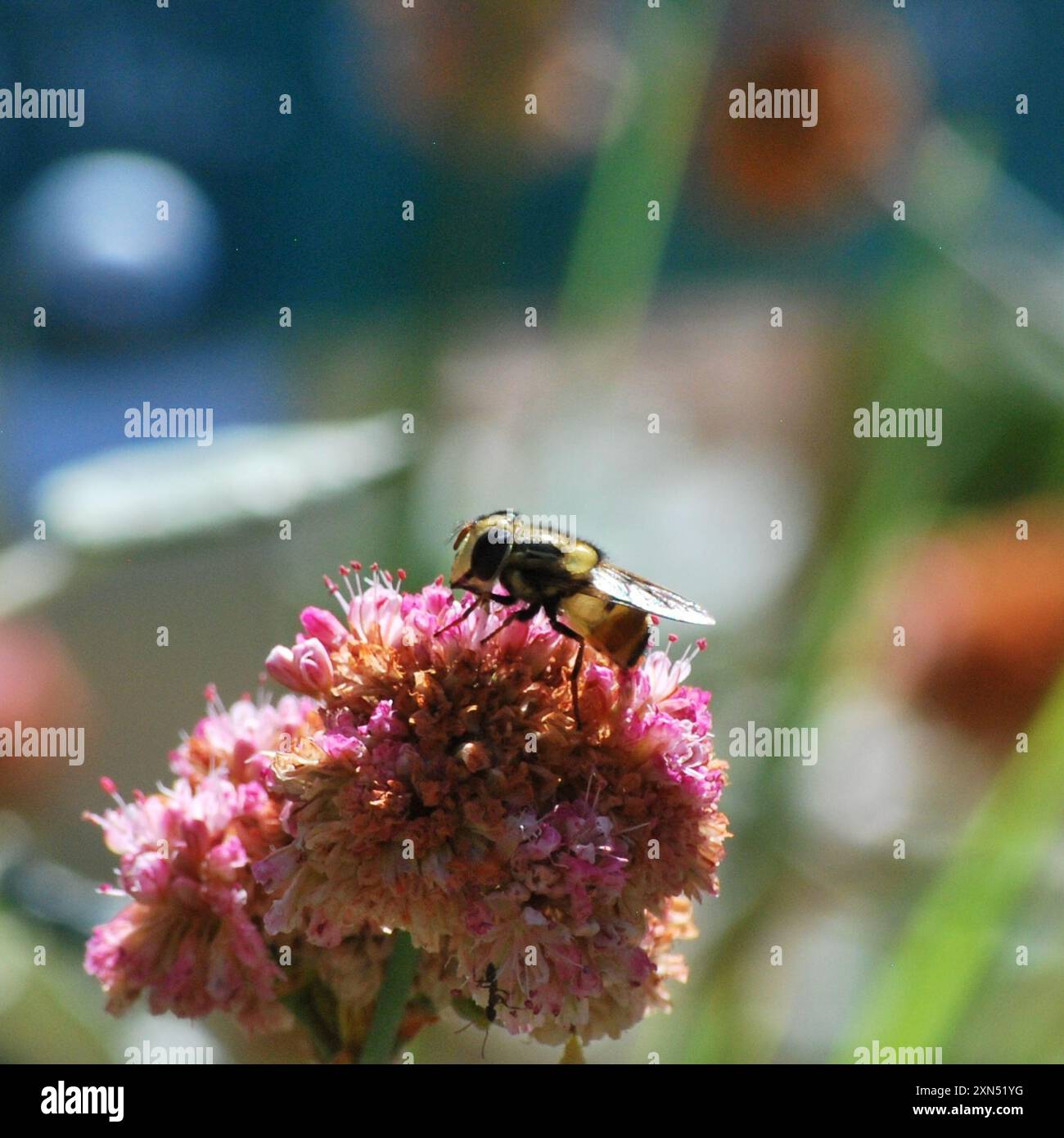 Spotted-wing Bromeliad Fly (Copestylum satur) Insecta Stock Photo - Alamy
