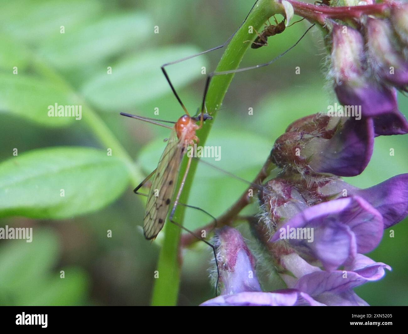 Limoniid Crane Flies (Limoniidae) Insecta Stock Photo - Alamy