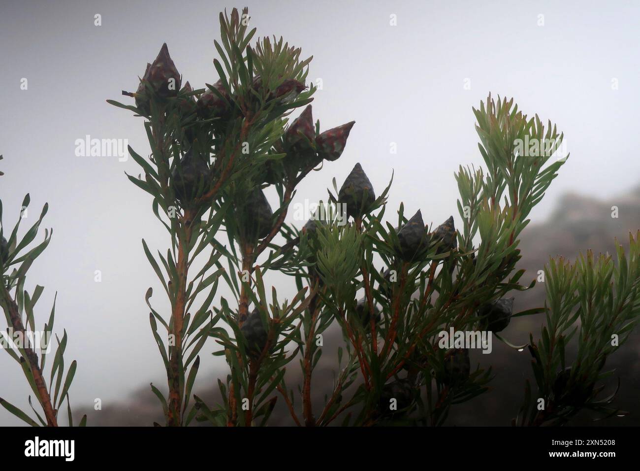 Spinning-top Conebush (Leucadendron rubrum) Plantae Stock Photo - Alamy