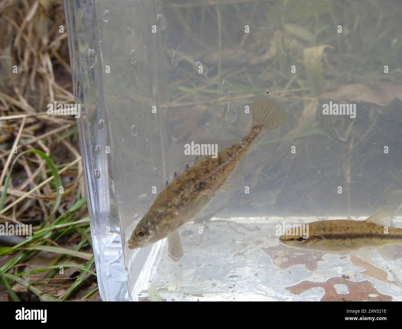 Culaea inconstans hi-res stock photography and images - Alamy