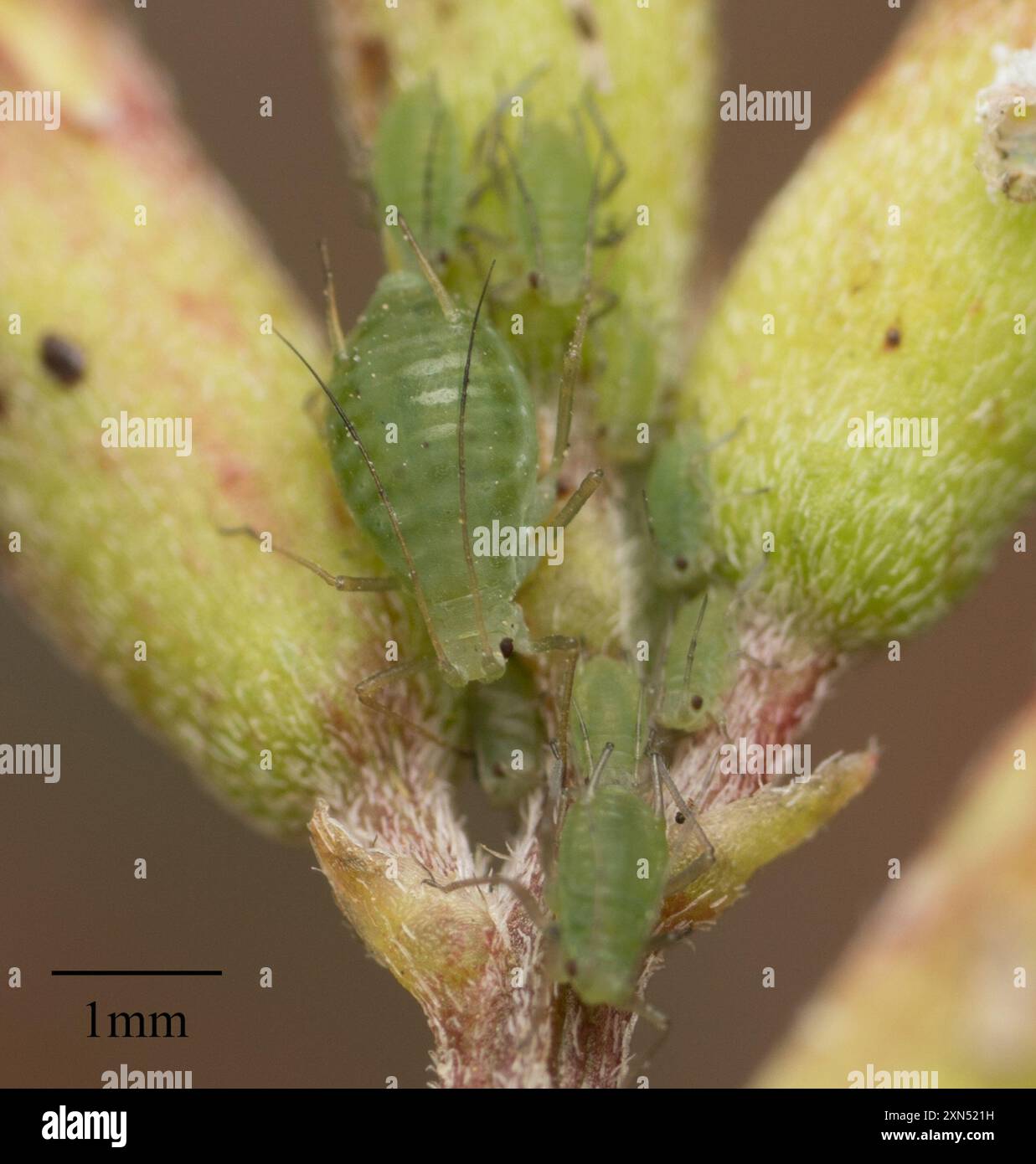 Blue Alfalfa Aphid (Acyrthosiphon kondoi) Insecta Stock Photo - Alamy