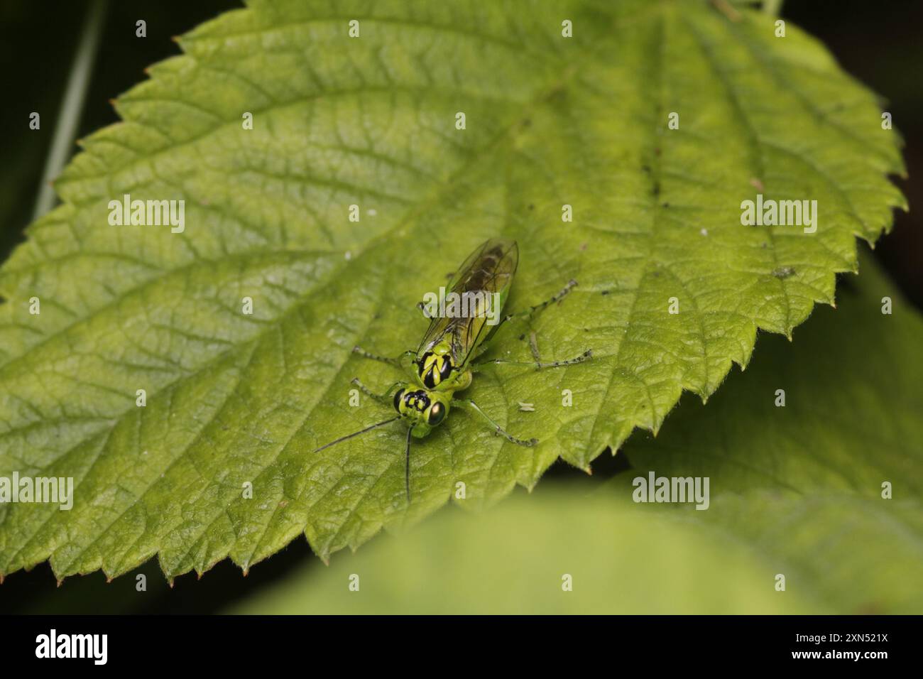Chlorosoma hi-res stock photography and images - Alamy