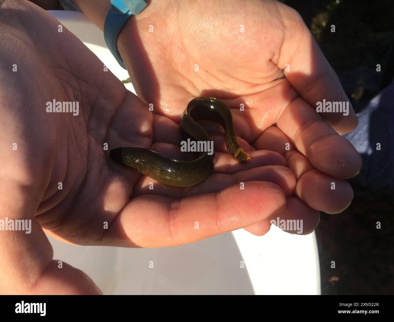 Black Prickleback (Xiphister atropurpureus) Actinopterygii Stock Photo ...