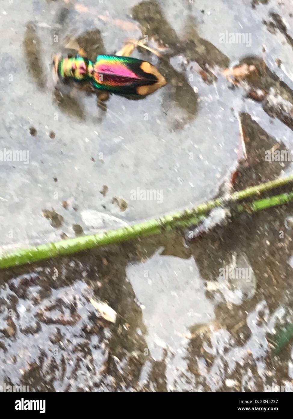 Carolina Metallic Tiger Beetle (Tetracha carolina) Insecta Stock Photo ...