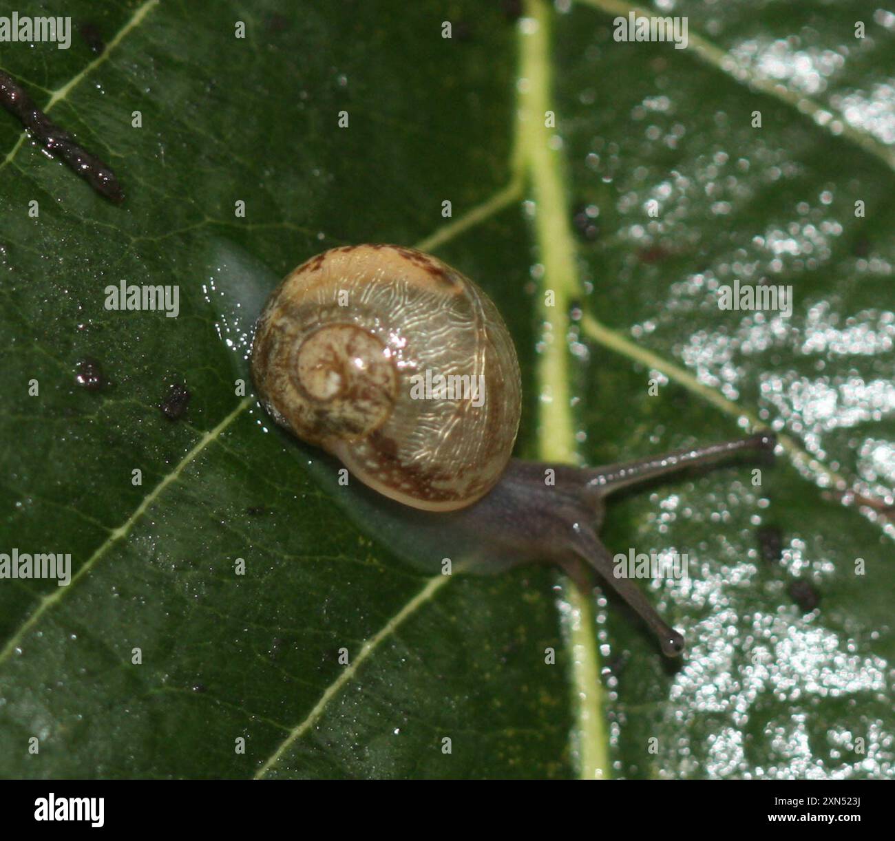 Common Land Snails and Slugs (Stylommatophora) Mollusca Stock Photo - Alamy