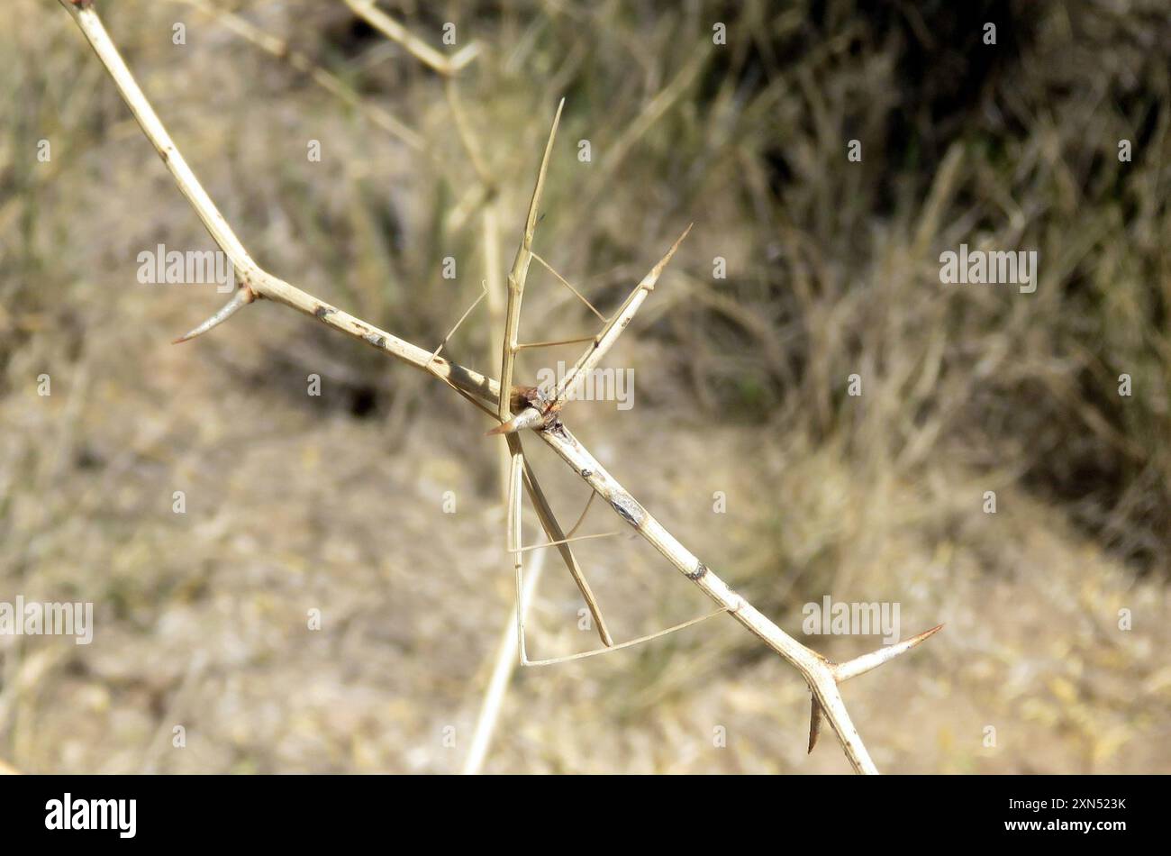 Neotropical Stick Grasshoppers (Proscopiidae) Insecta Stock Photo - Alamy
