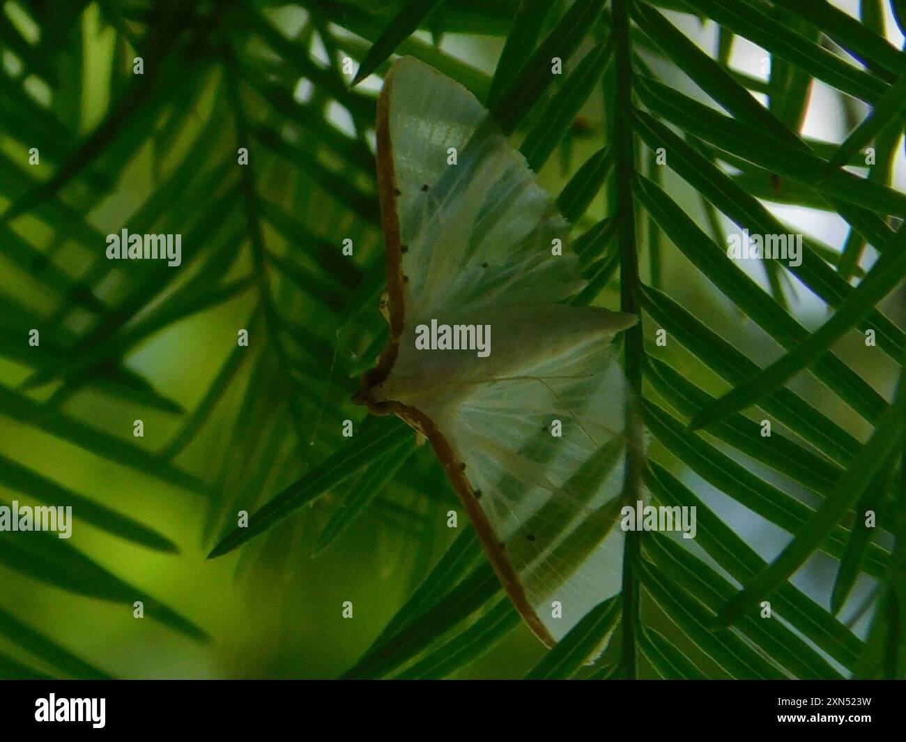 Four-spotted Palpita Moth (Palpita quadristigmalis) Insecta Stock Photo ...